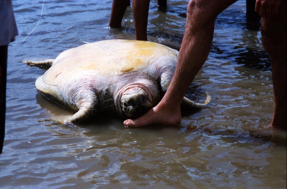 turtle 2 - Earthrace Conservation