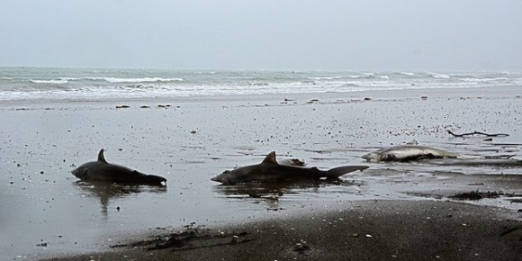 net-2 - Earthrace Conservation