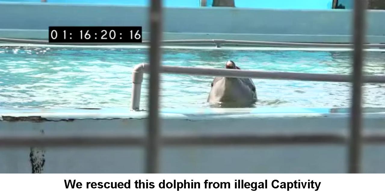 dolphin1 - Earthrace Conservation