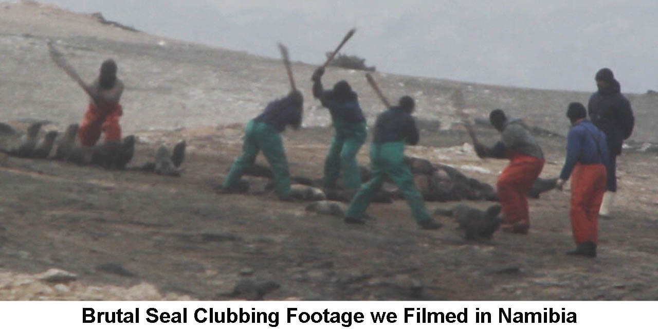 seal1 - Earthrace Conservation