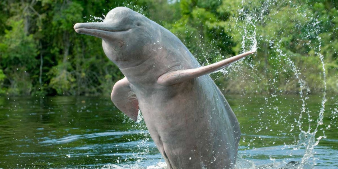 Pink Dolphin on slippery slope - Earthrace Conservation