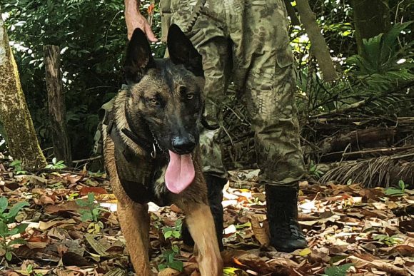 Appa's leg broken with Compound Fracture - Earthrace Conservation