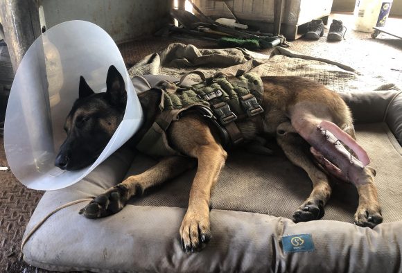 Appa's leg broken with Compound Fracture - Earthrace Conservation