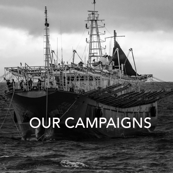 campaigns-earthrace conservation.org